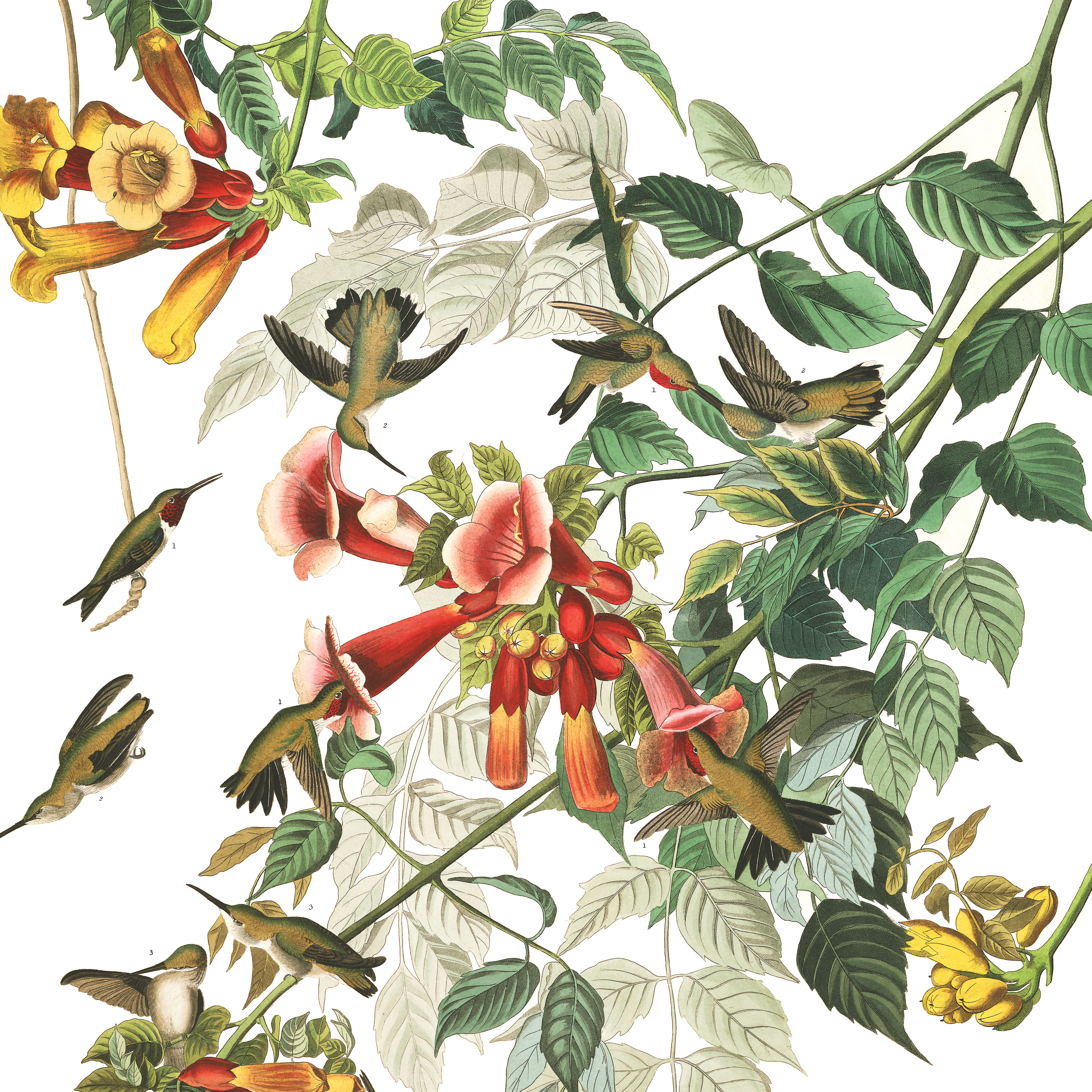 Plate-47,-Ruby-Throated-Humming-final - American Short Fiction